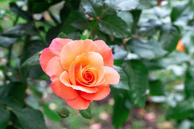 Delicate Orange Rose Flower. Blooming Rose Pastel Orange Colored. Stock ...