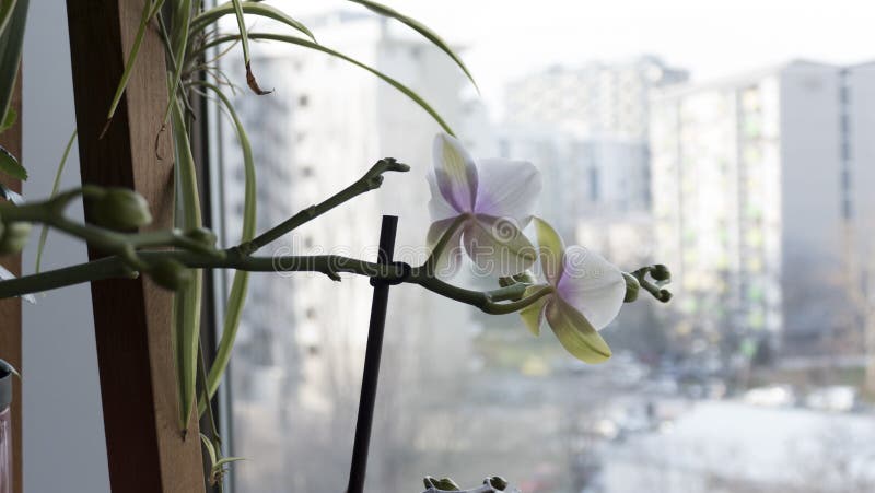 Delicate Orchid Flower in Bloom Stock Image - Image of botanical ...