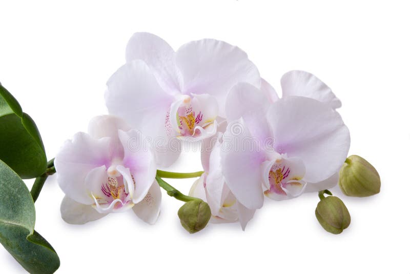 Oriental Orchid Arrangement Stock Image - Image of quiet, bamboo: 5893185