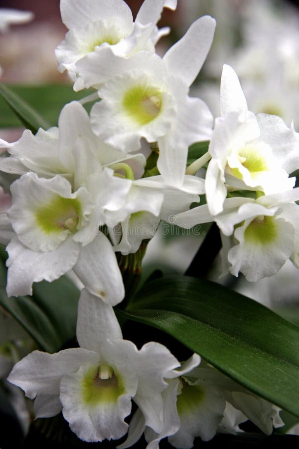 Delicate orchids stock image. Image of botany, branch - 82527985