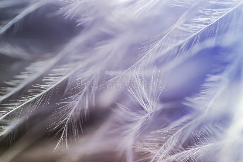Delicate Pale Blue and Autumnal Tones Feather Abstract Stock Photo ...