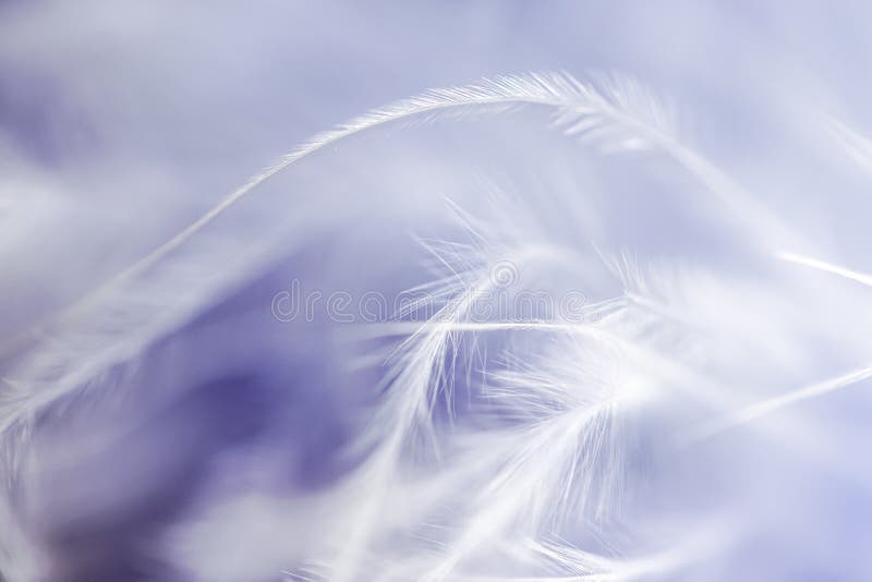 Feather Boa Abstract stock photo. Image of textured, give - 51531652