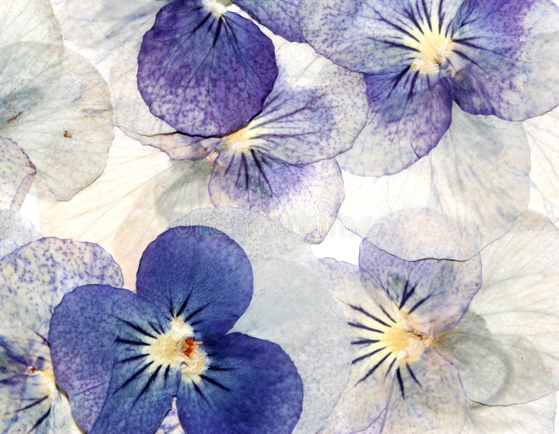 Delicate pastel flowers stock image. Image of pastel - 21114615