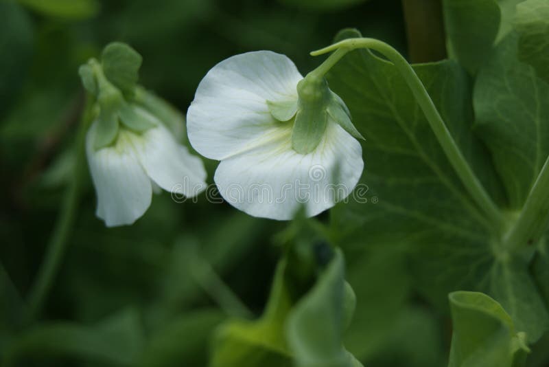 Delicate pea flower stock image. Image of herb, vegetable - 224603391