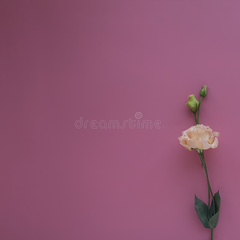 Delicate Peach Eustoma on a Squarepink Background Stock Image - Image ...