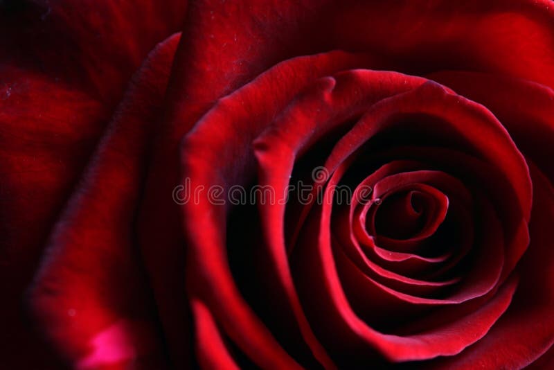 Delicate Petals of a Deep Dark Red Rose Stock Photo - Image of flower ...