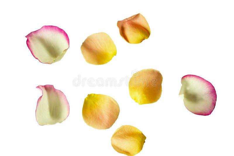 Delicate Petals Roses of Different Colors . Isolate Stock Image - Image ...