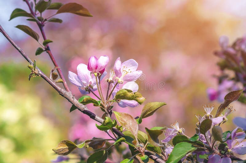 Delicate Pink Apple Blossom on Branch on Light Blurred Background ...