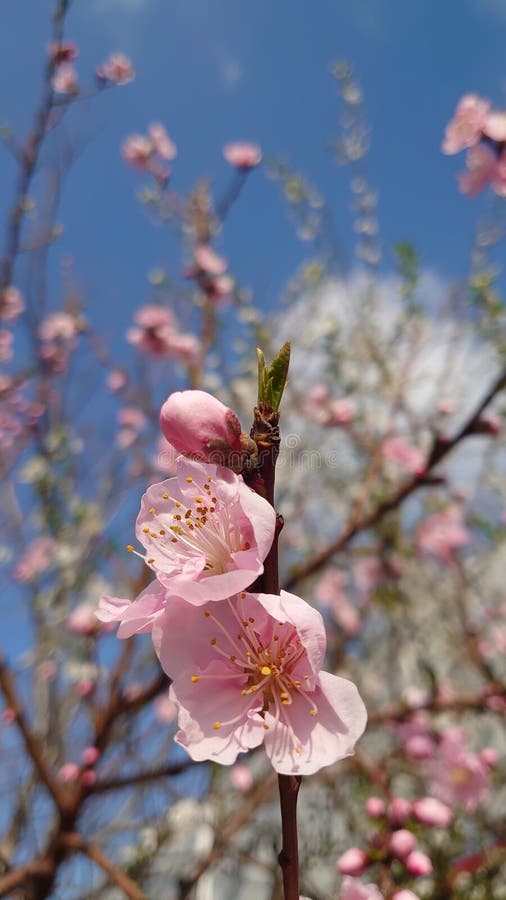 Pink and Apricot Roses Partly in Full Bloom and Partly Withered Stock ...