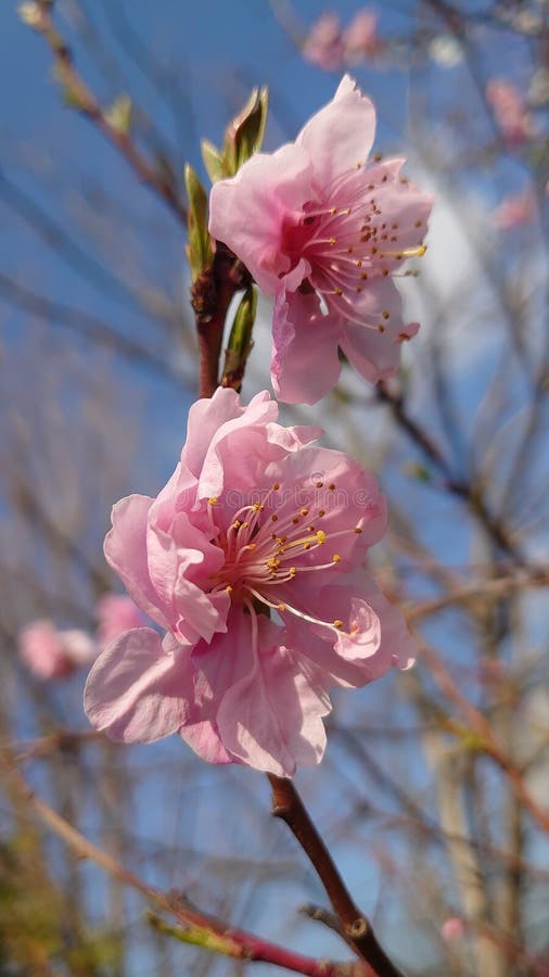 Pink and Apricot Roses Partly in Full Bloom and Partly Withered Stock ...