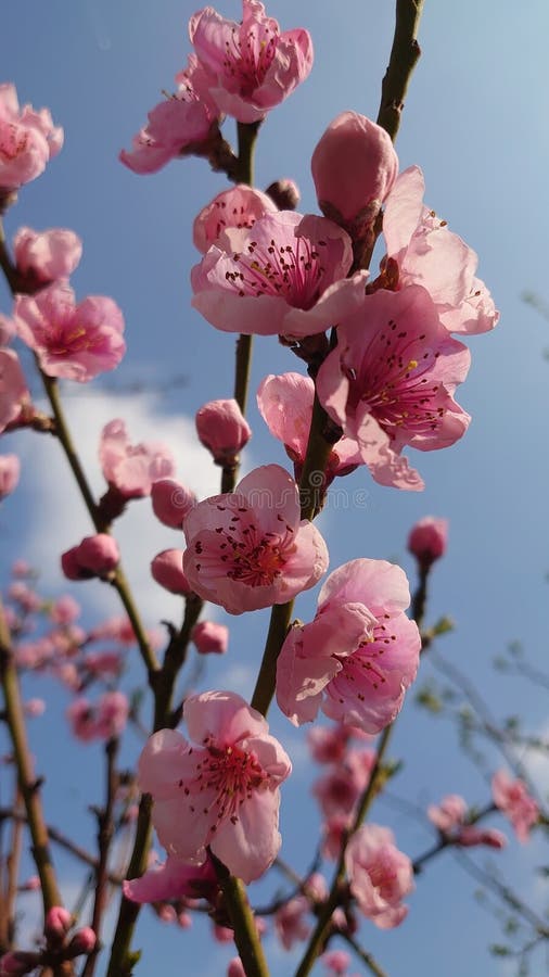 Pink and Apricot Roses Partly in Full Bloom and Partly Withered Stock ...
