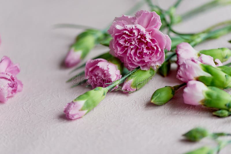 Delicate Pink Carnation Green Leaves on Light Cloth Stock Image - Image ...