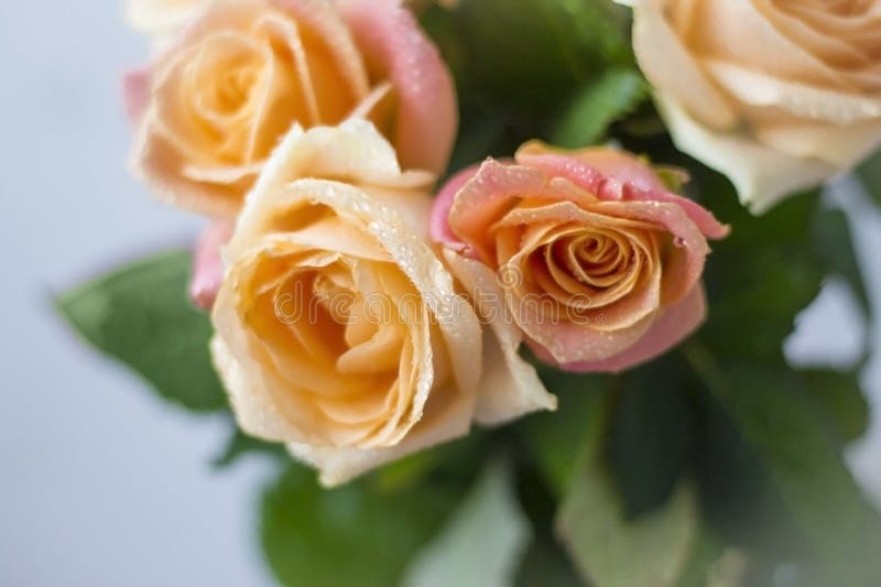 Delicate pink cream roses stock photo. Image of nature - 130212572