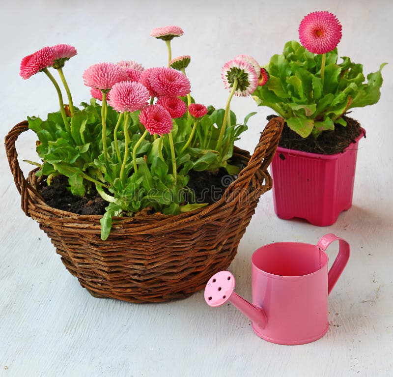 Delicate Pink Daisies in a Basket Stock Image - Image of daisy ...
