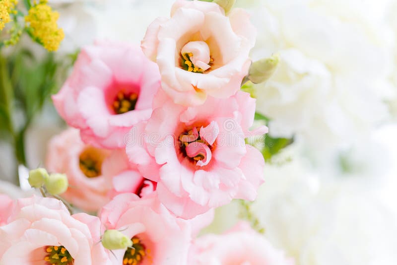 Delicate pink eustoma stock image. Image of composition - 155246737