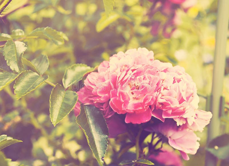 Delicate Pink Floral Background Stock Photo - Image of decorative ...