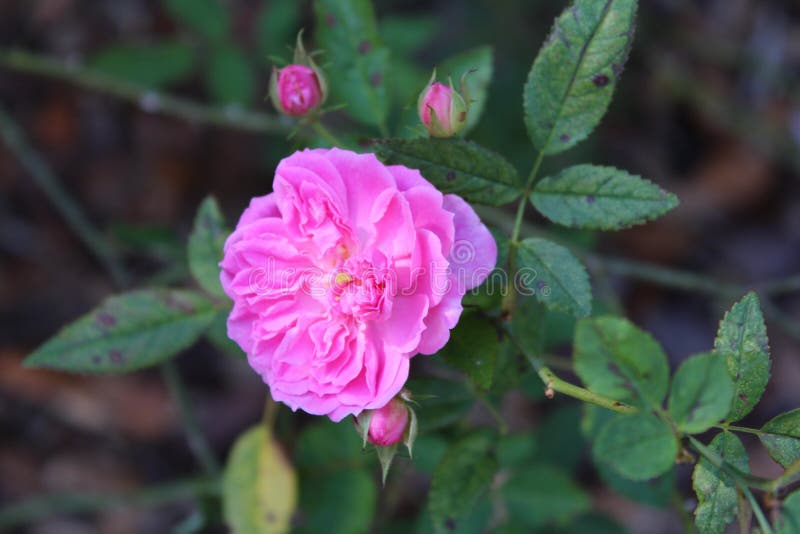 Delicate pink flower stock photo. Image of florida, outdoors - 85457010