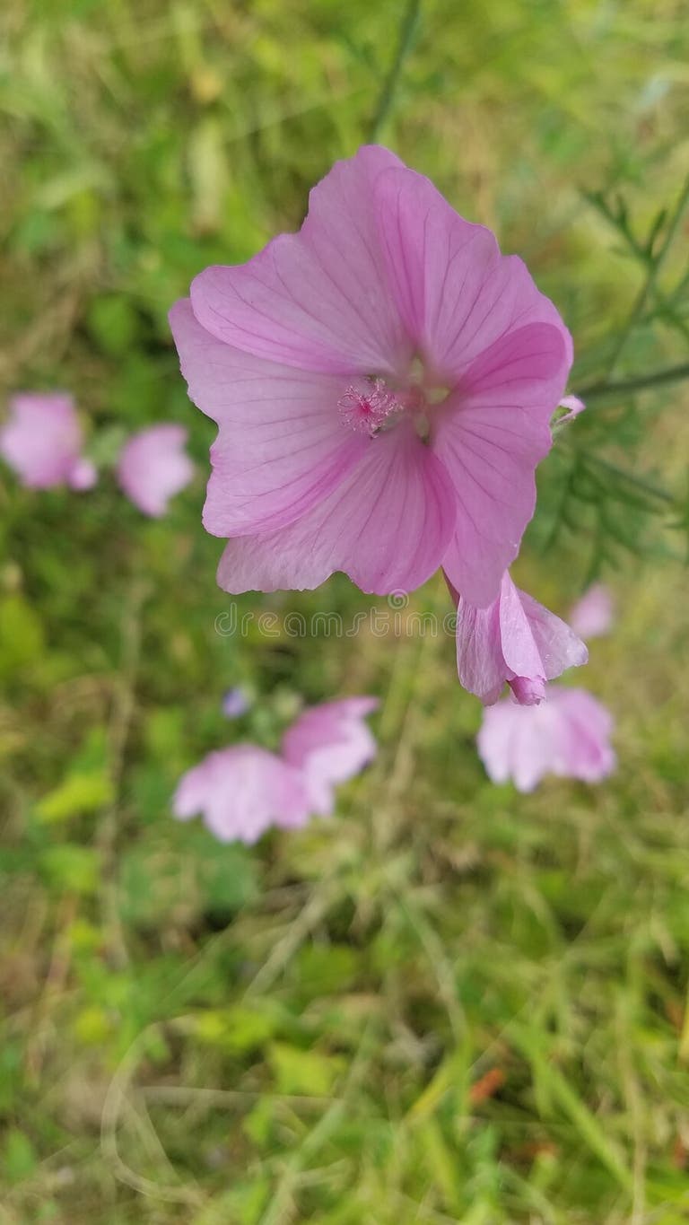 Delicate pink flower stock photo. Image of grass, petals - 98747706