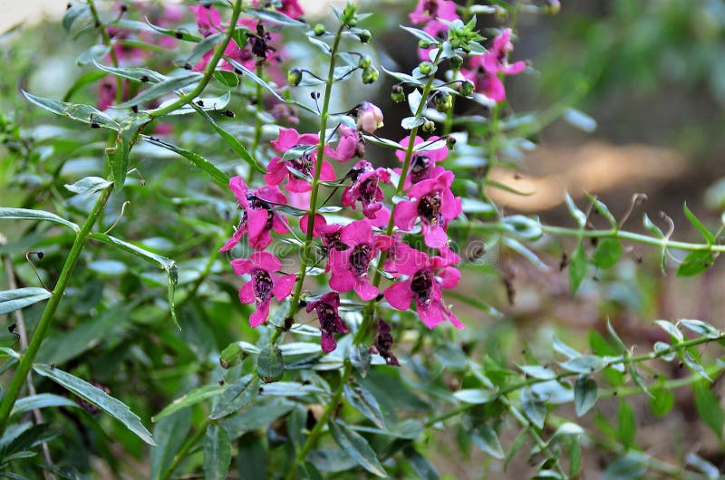 The Delicate Pink Flowers of Angelonia in the Garden Stock Image ...