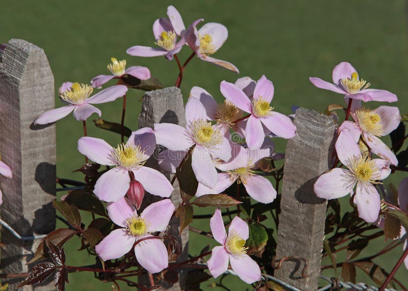 Delicate Pink Flowers of Clematis Montana Stock Image - Image of nature ...