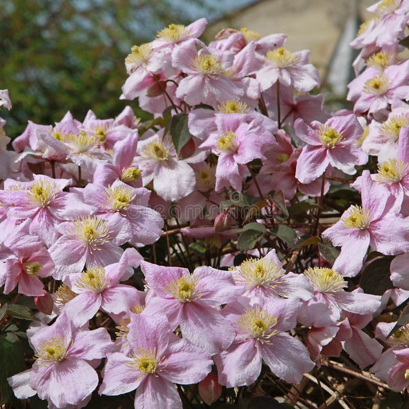 Delicate Pink Flowers of Clematis Montana Stock Photo - Image of ...