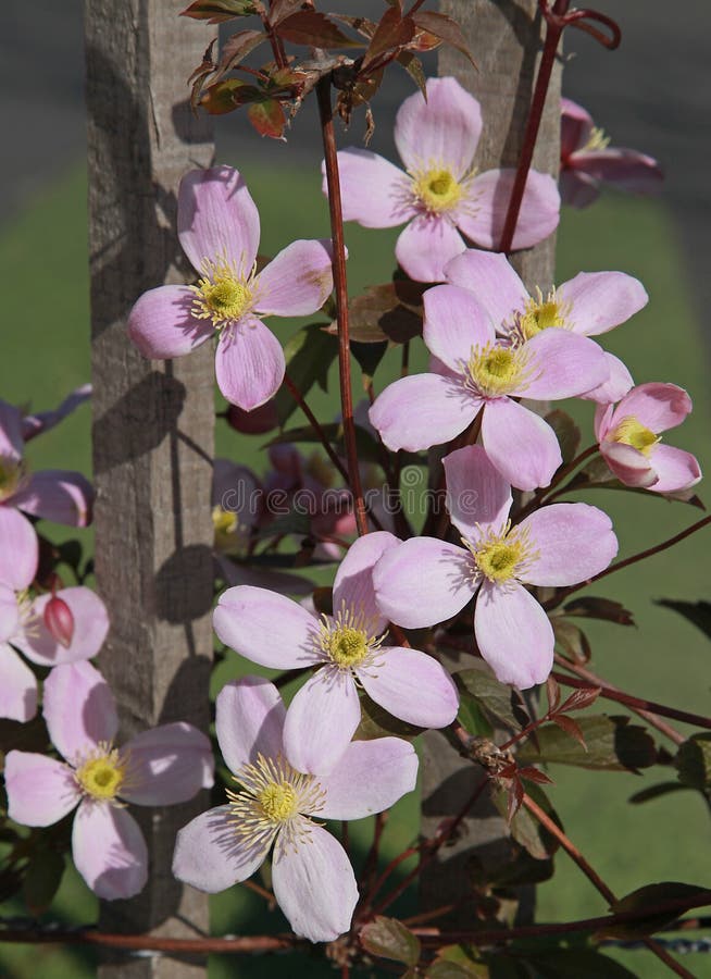Delicate Pink Flowers of Clematis Montana Stock Image - Image of ...