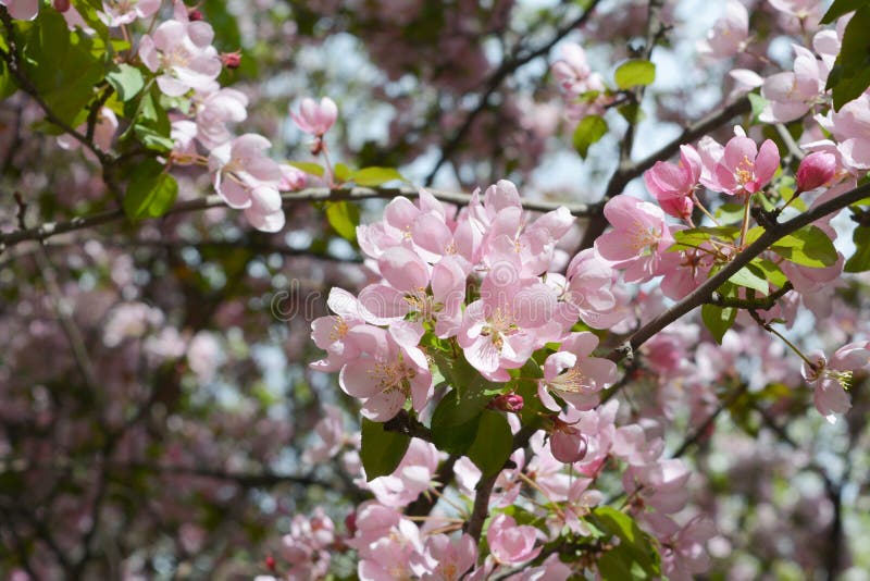 Delicate Pink Flowers of Decorative Apple Tree. Beautiful Bloom in Park ...