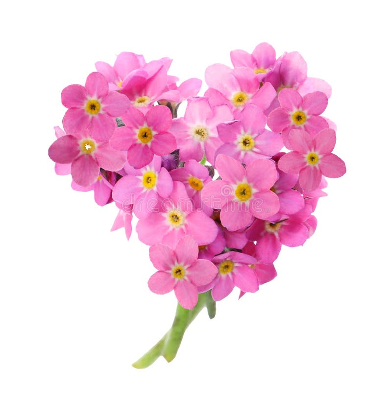 Delicate Pink Forget Me Not Flowers on White Background Stock Image ...