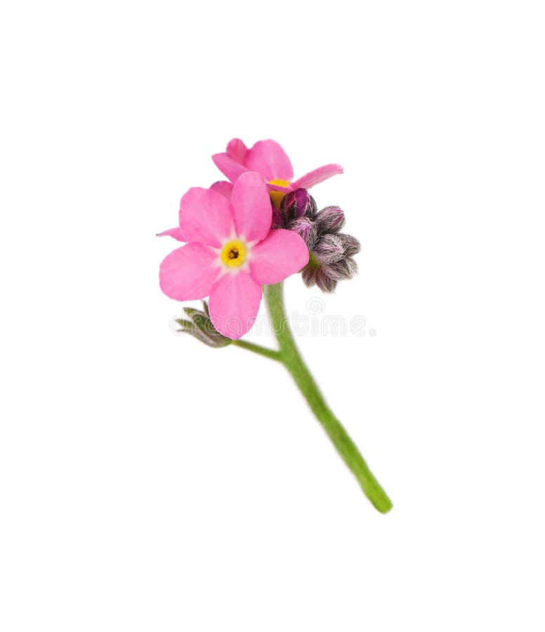 Delicate Pink Forget-me-not Flowers on White Background Stock Photo ...