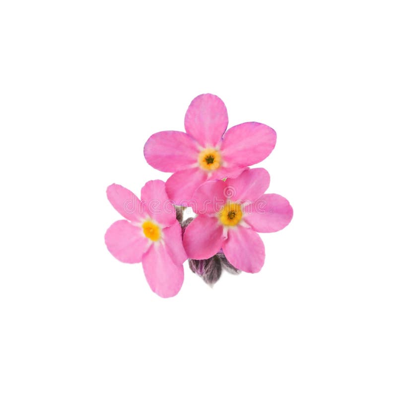 Delicate Pink Forget-me-not Flowers on White Background Stock Image ...