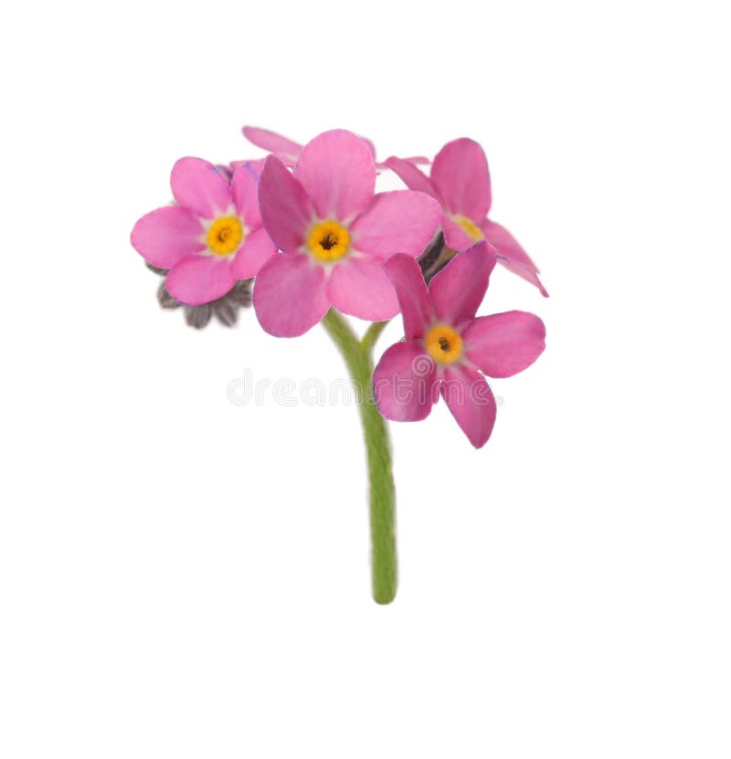 Delicate Pink Forget-me-not Flowers on White Background Stock Photo ...