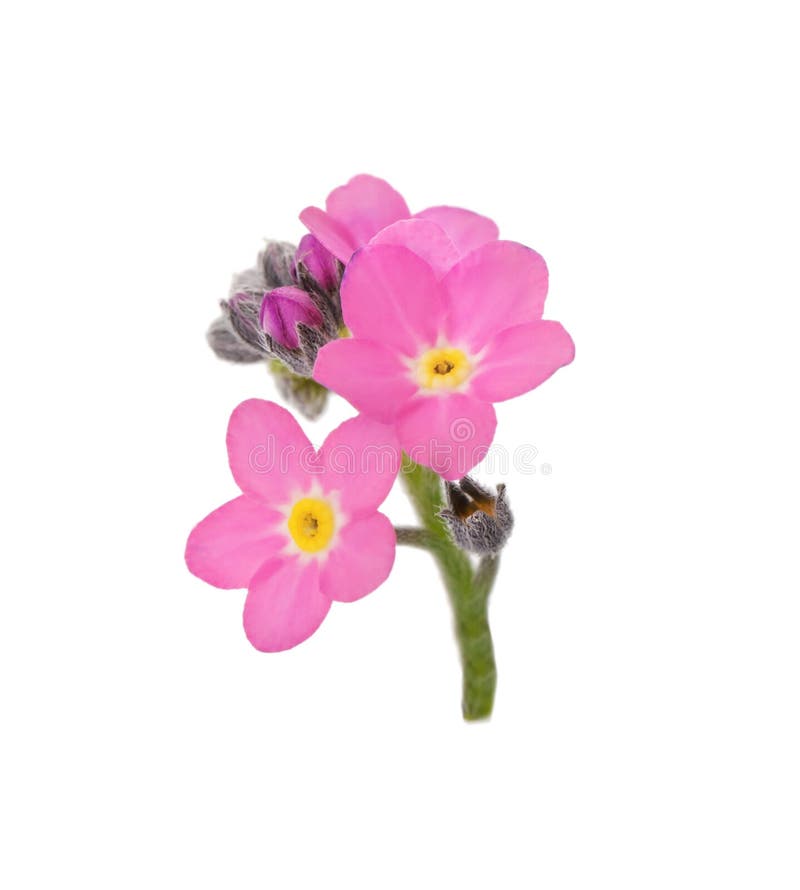 Delicate Pink Forget-me-not Flowers on White Background Stock Image ...