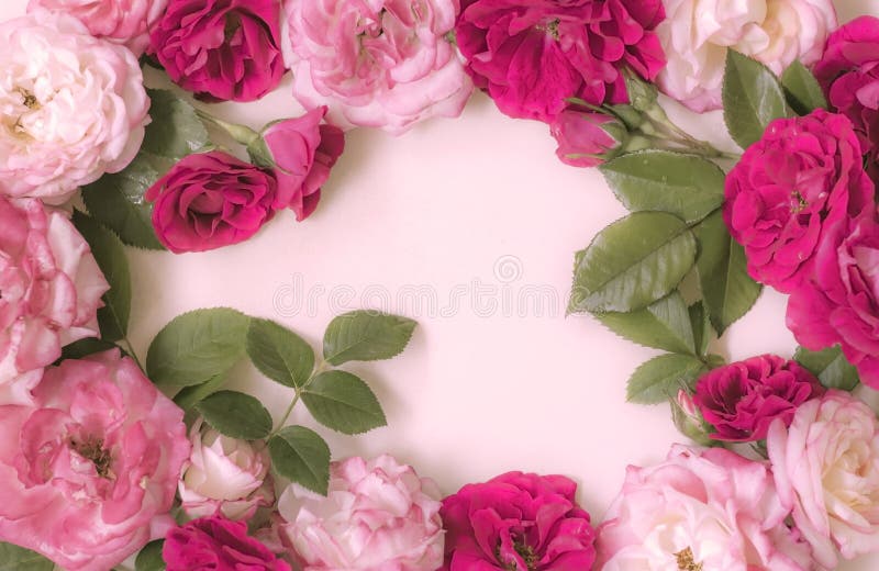 Delicate Pink Frame of Blooming Pink Rose Flowers Pastel and Soft Stock ...