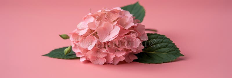 A Delicate Pink Hydrangea Bloom on a Soft Pink Background, Minimalist ...