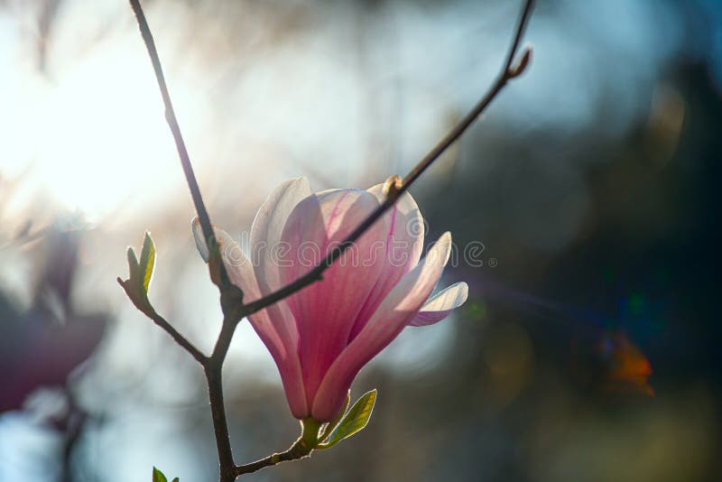 Delicate Pink Magnolia Flower in Spring Garden. Stock Image - Image of ...
