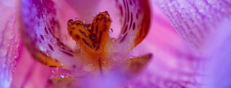 Delicate Pink Orchid with Dew Drops Close-up on Light Blue Background ...