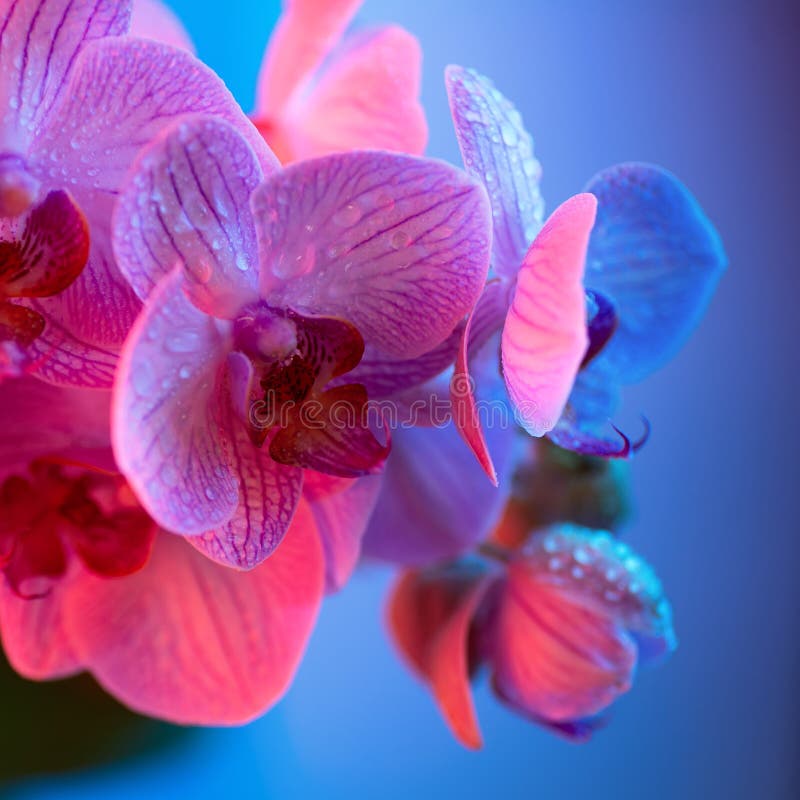 Delicate Pink Orchid with Dew Drops Close-up on Light Blue Background ...