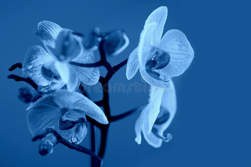 Delicate Pink Orchid with Dew Drops Close-up on Light Blue Background ...