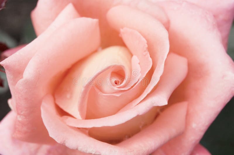 Delicate pink rose stock photo. Image of silken, tender - 12317540