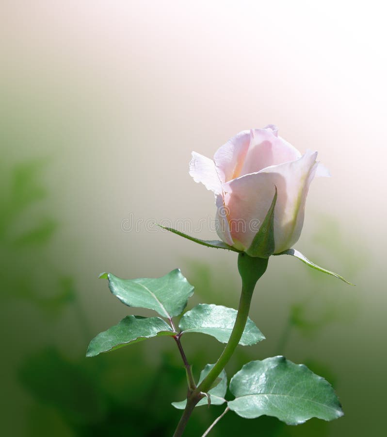Delicate Pink Floral Background Stock Image - Image of ethereal, fluffy ...