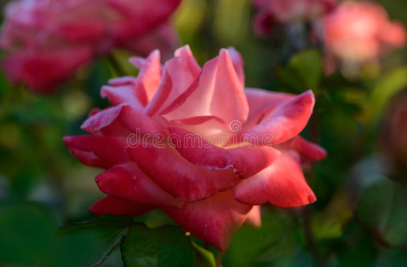 A Delicate Pink Rose Blooming in a Peaceful Garden in Cyprus. Stock ...