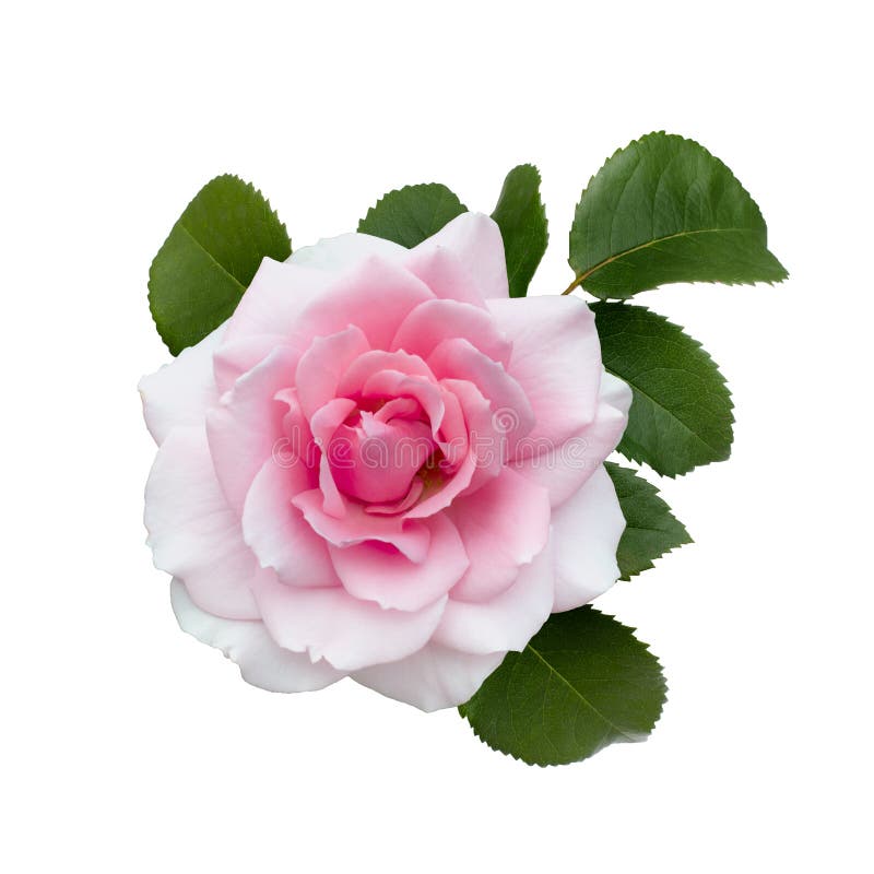 Delicate Pink Rose with Green Leaves Stock Photo - Image of color ...