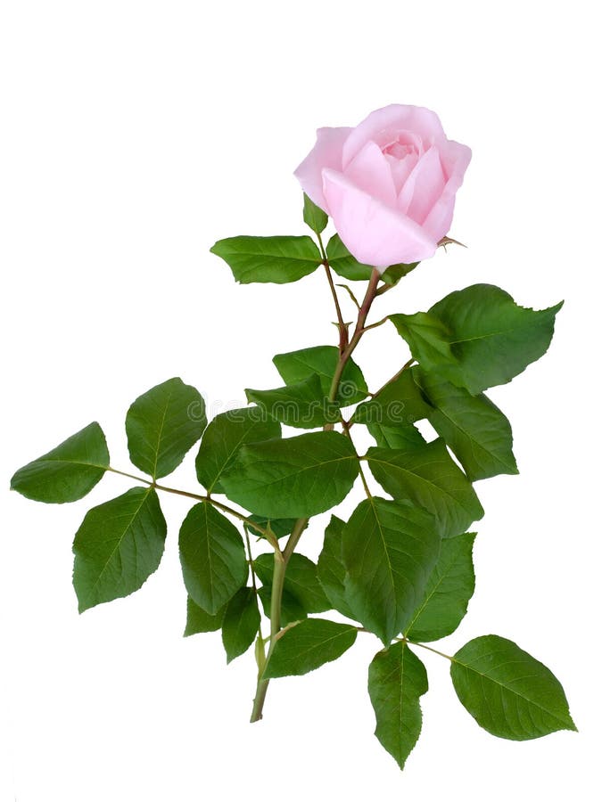 Delicate Pink Rose with Green Leaves Isolated on White Background Stock ...
