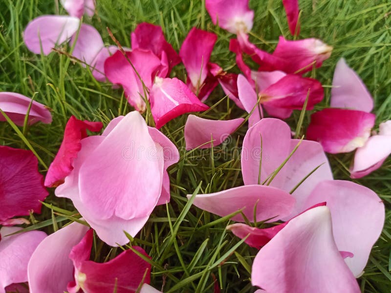 Delicate Pink Rose Petals Scattered on Grass Stock Image - Image of ...