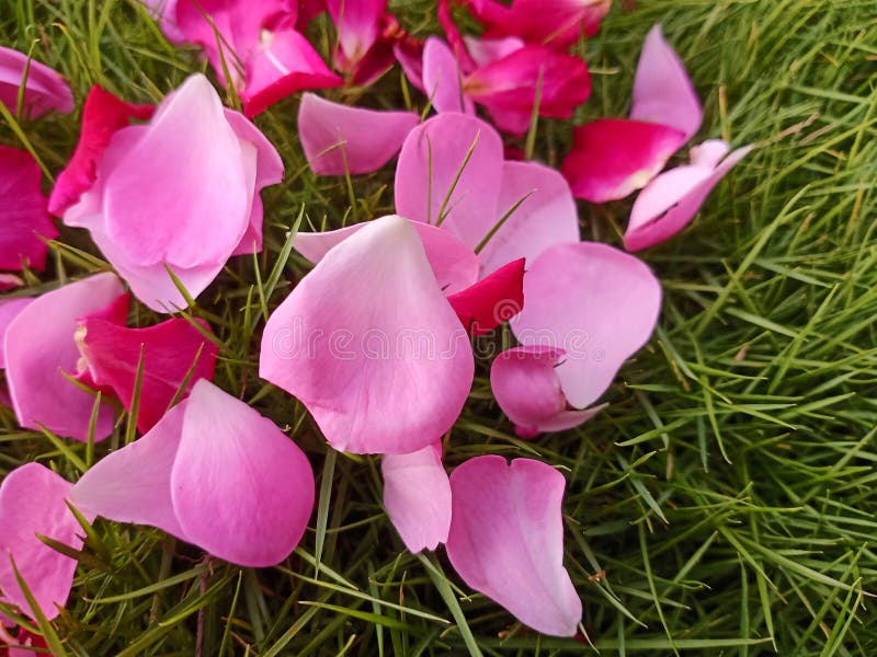Delicate Pink Rose Petals Scattered on Grass Stock Image - Image of ...
