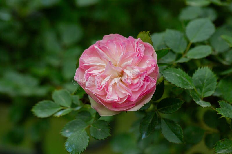 Delicate Pink Roses in Bloom on Summer Branches in Garden Stock Image ...