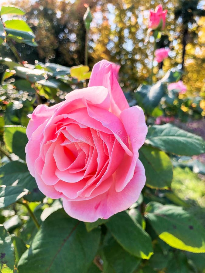 Delicate Pink Roses in Bloom on Summer Branches in Garden Stock Image ...