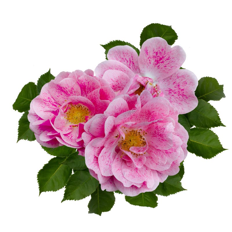 Delicate Pink Roses with Green Leaves Stock Photo - Image of full ...