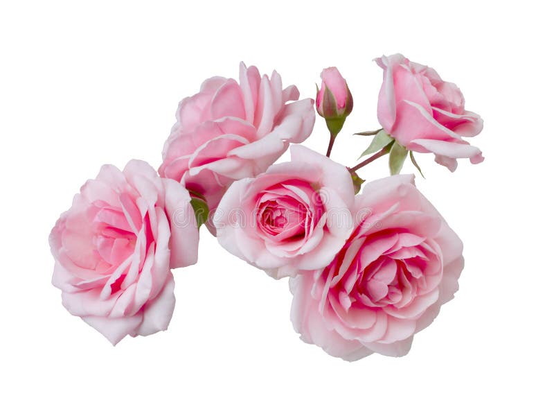 Delicate Pink Roses with Green Leaves Isolated on White Stock Photo ...