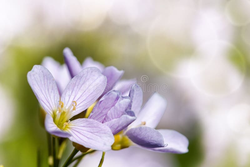A Delicate Pink Sign of Spring Stock Photo - Image of pink, delicate ...